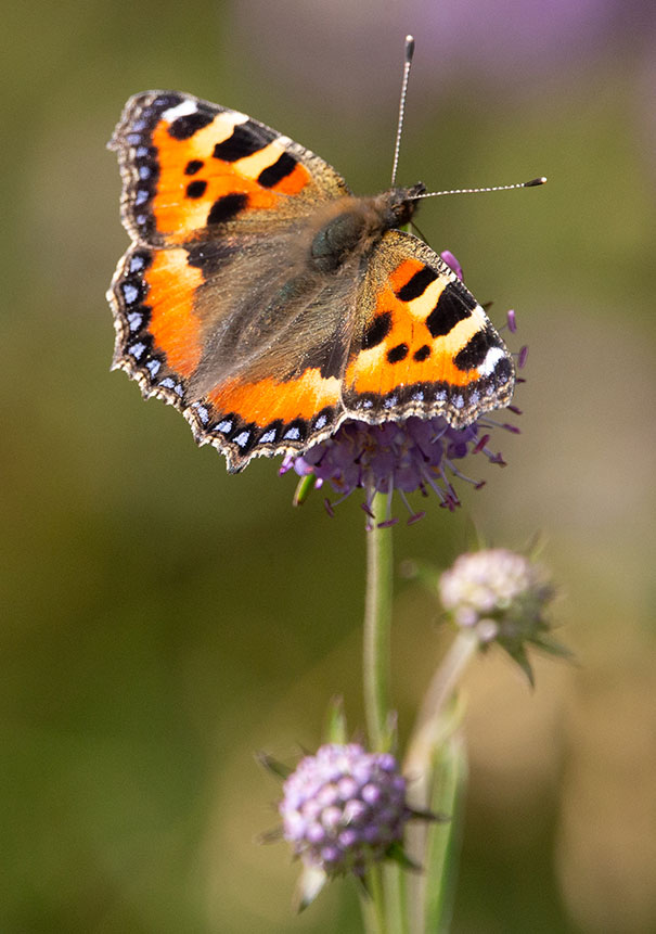 Tunbridge Wells & Rusthall Commons