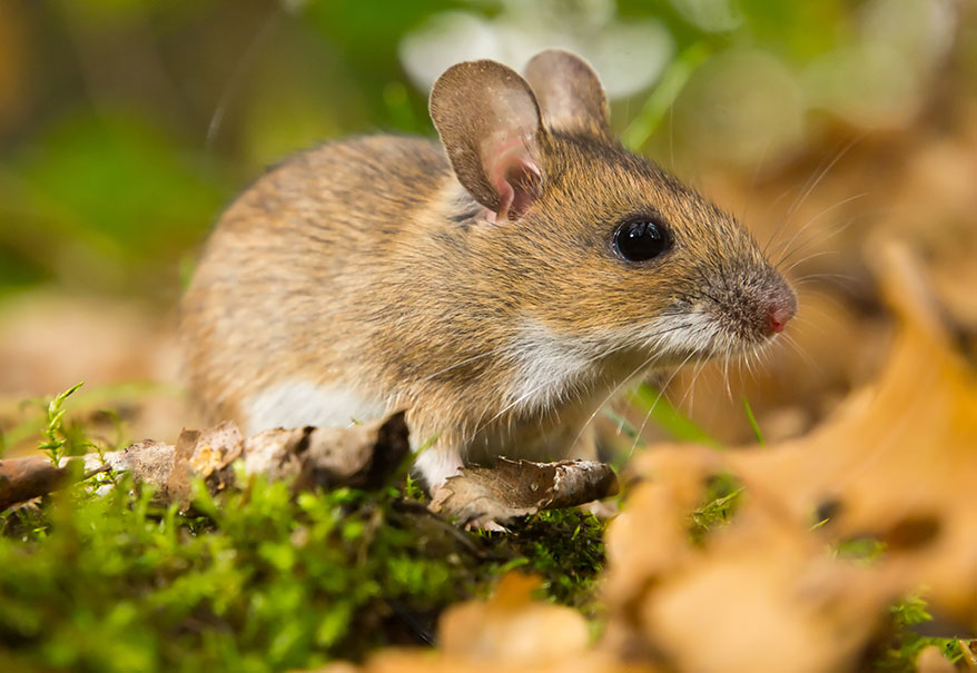 Tunbridge Wells & Rusthall Commons